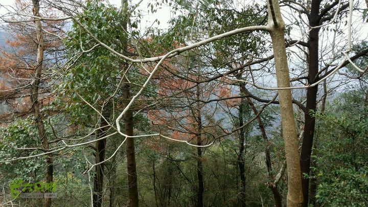 5雷岩~大雷头~彭家水库_行程_六只脚